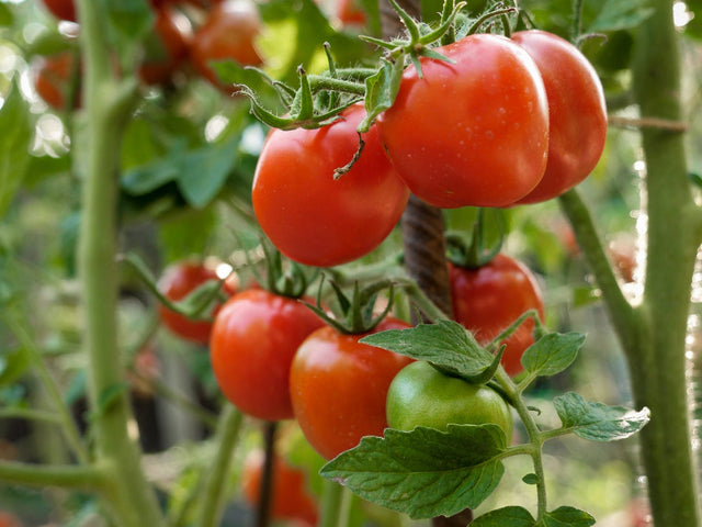 Tomat – Din Kjøkkenhage