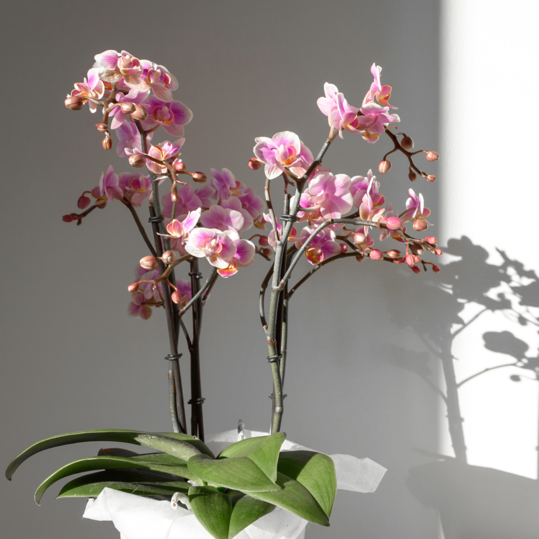 Orkidé – Din Kjøkkenhage