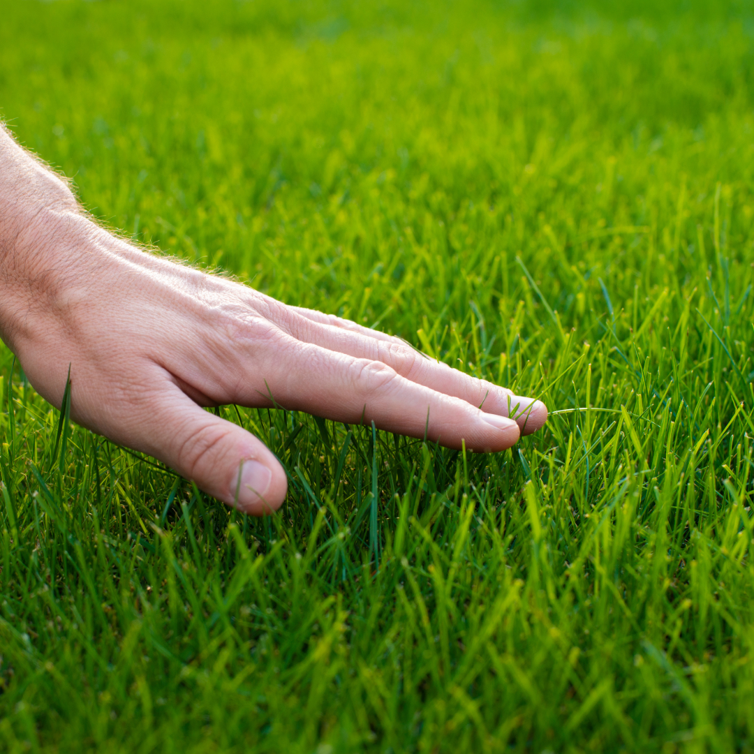 Skap en vakker plen- Kjøp plenfrø på nett | DinKjokkenhage.no – Din ...