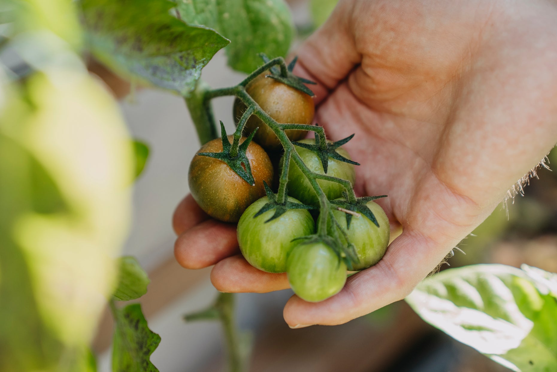 Tomat cherry 'Tiger F1' – Din Kjøkkenhage