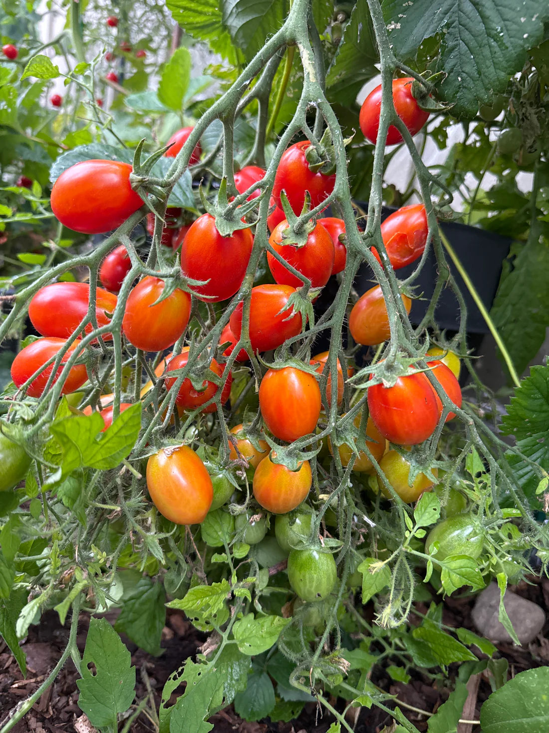 Tomat multiflora 'Butterfly' (2026 nyhet!) – Din Kjøkkenhage